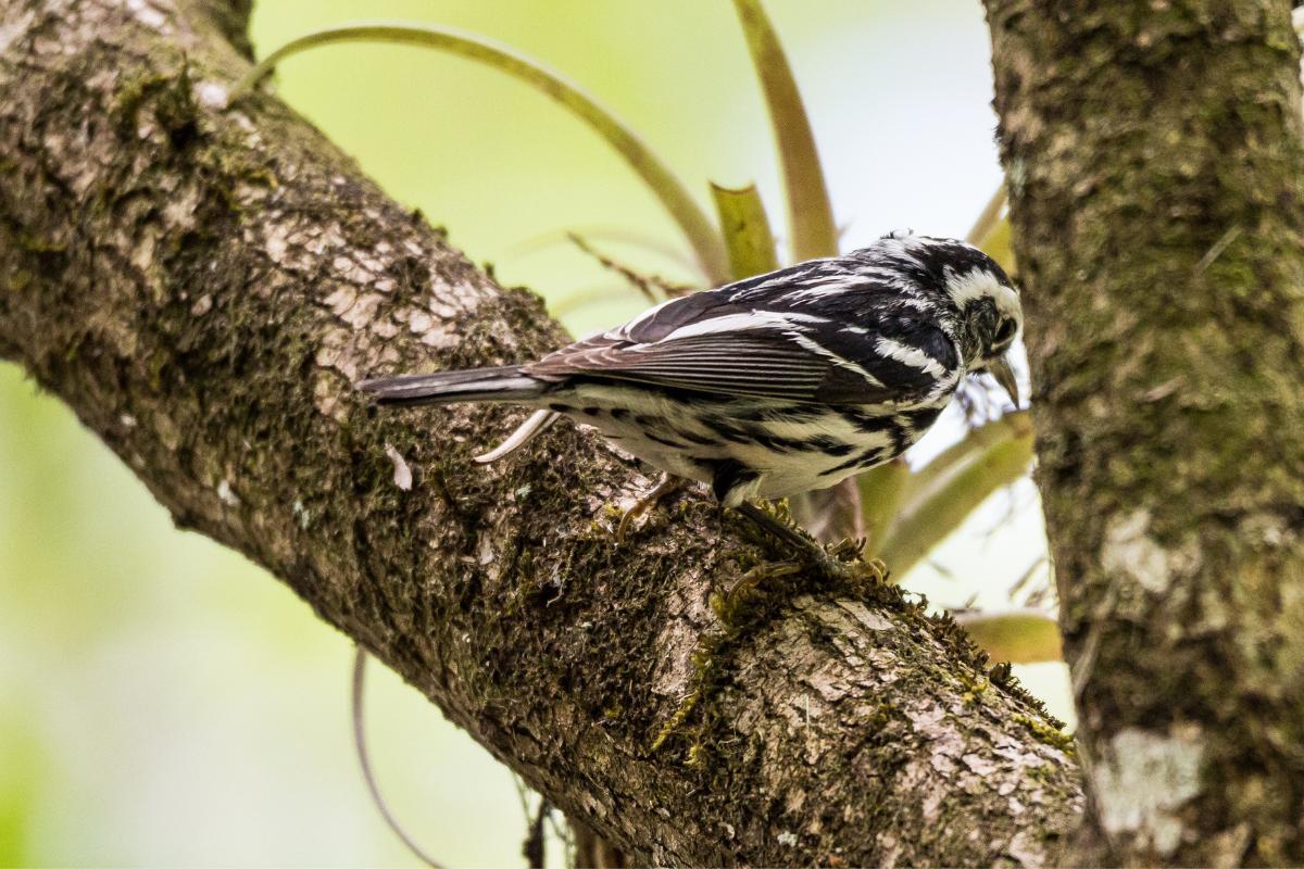 20 Types of Mexican Birds That Migrate - With Photos
