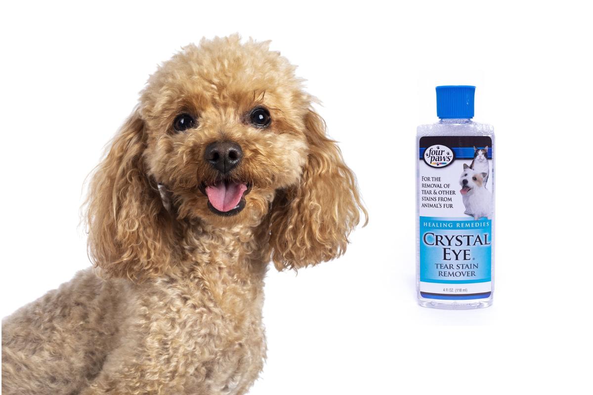 How to Remove Tear Stains From a Poodle - Step-by-Step Guide