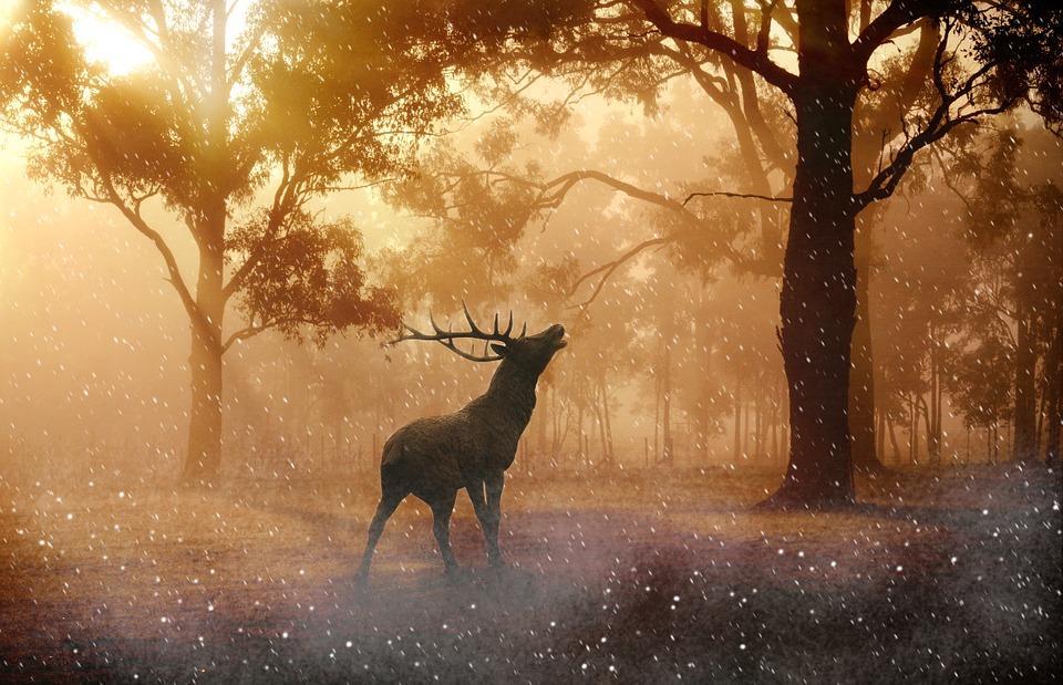 Incredible Horned Animals - Big, Long and Curly with Photos