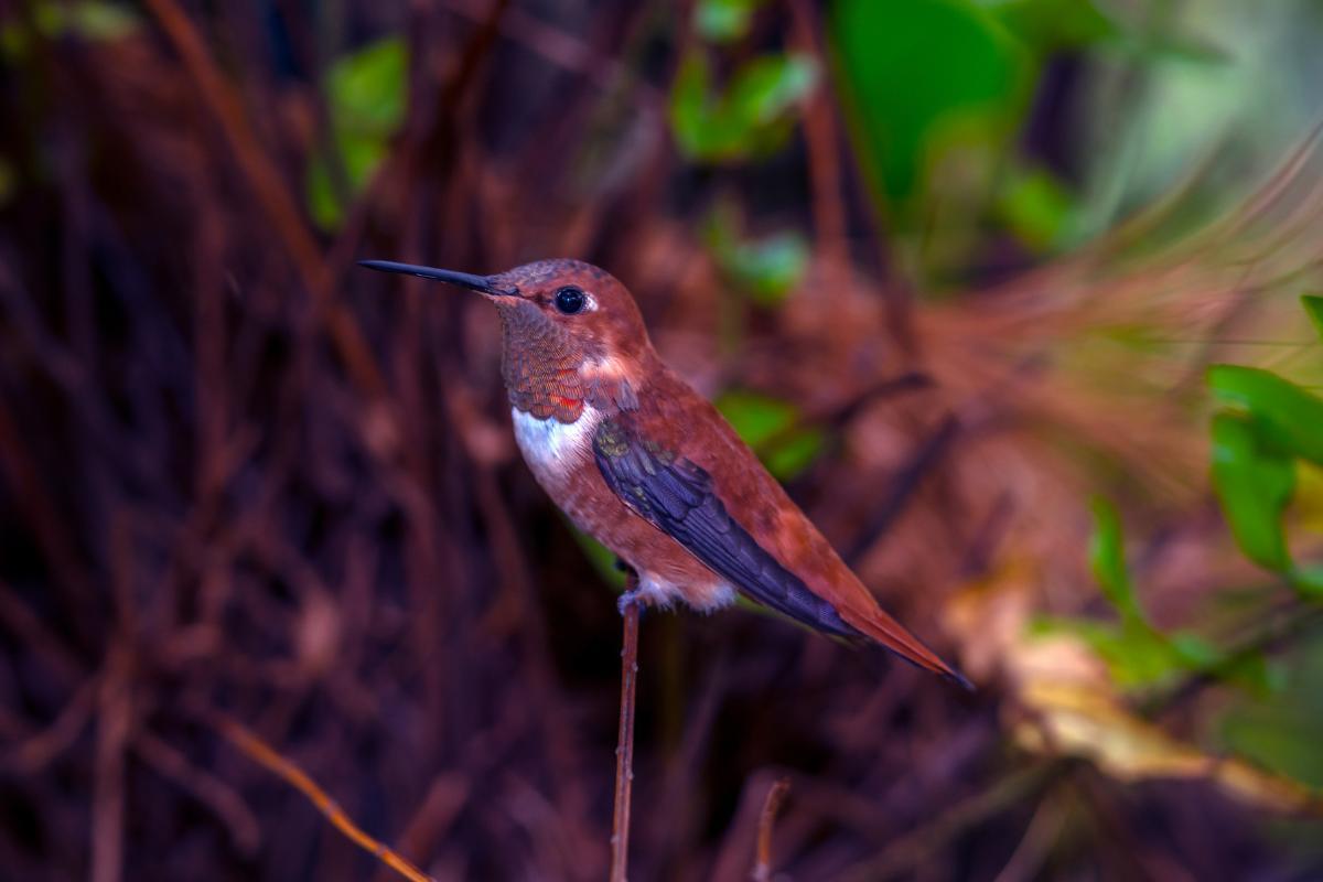 20 Types of Mexican Birds That Migrate - With Photos