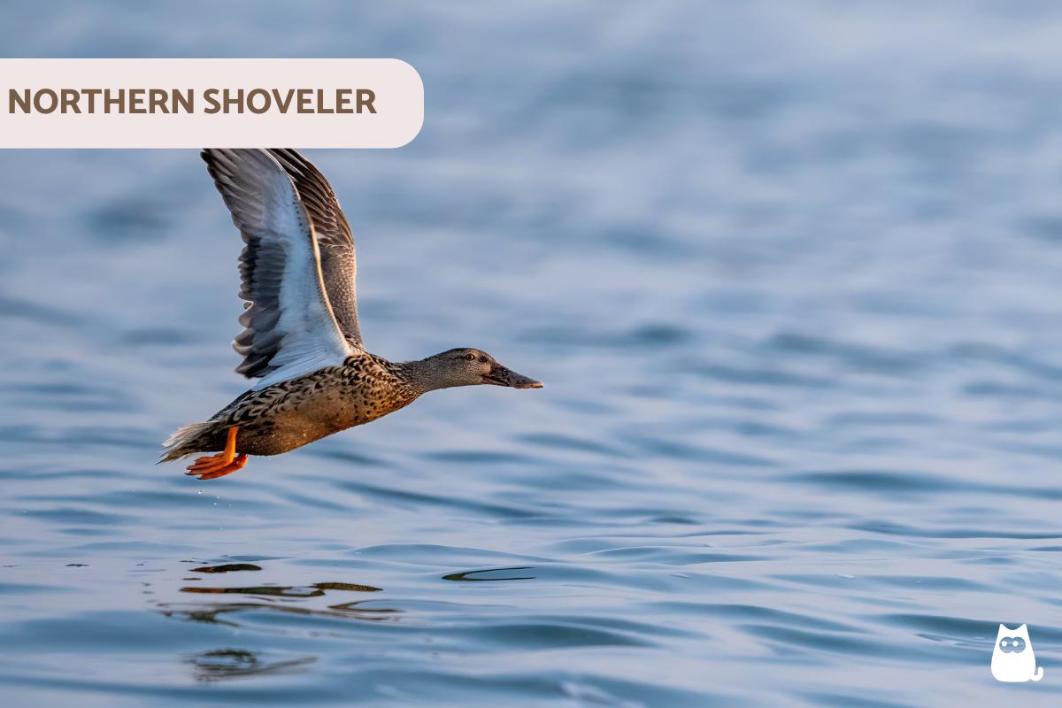 20 Types of Mexican Birds That Migrate - With Photos
