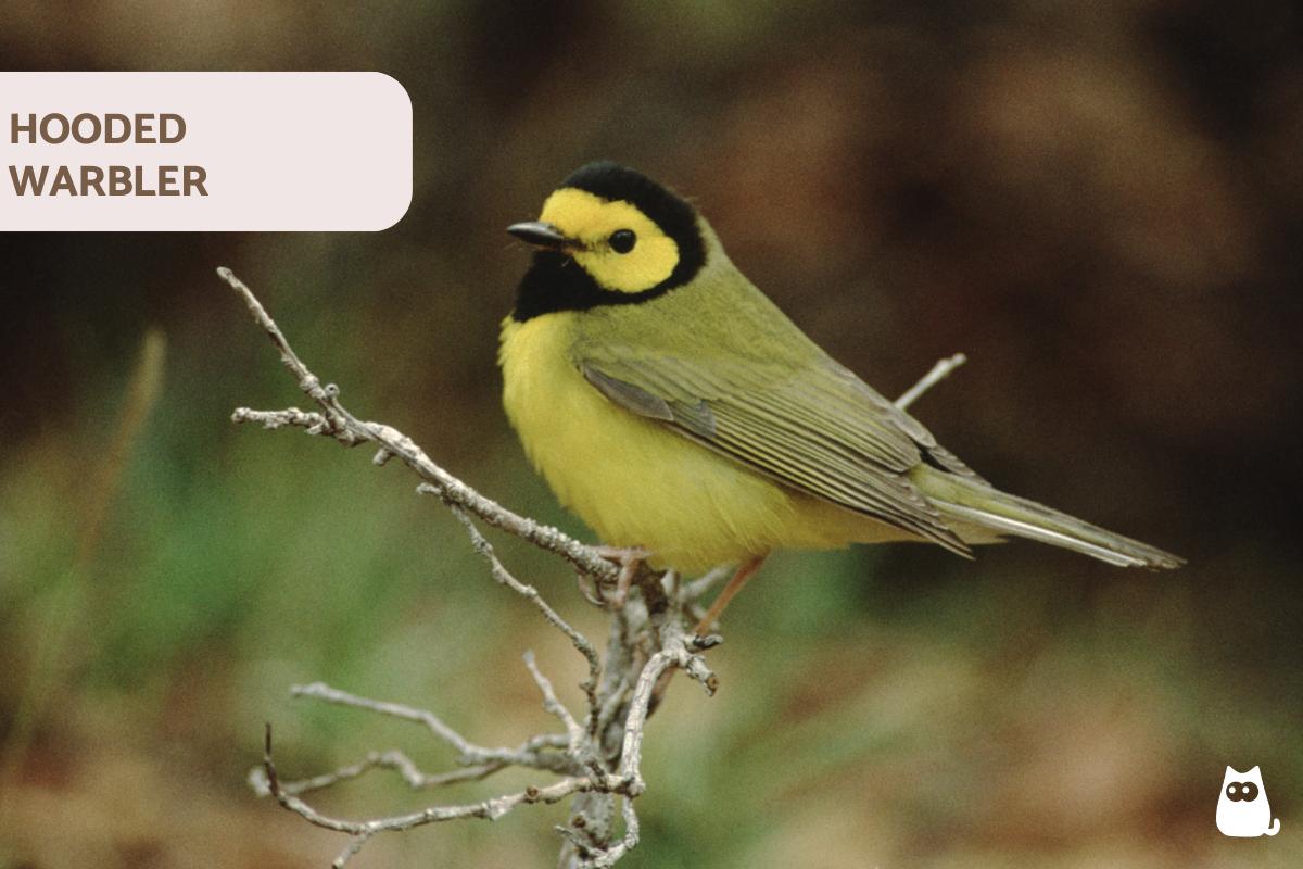 20 Types of Mexican Birds That Migrate - With Photos