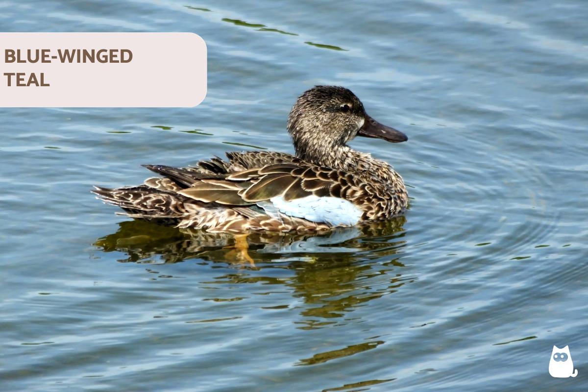 20 Types of Mexican Birds That Migrate - With Photos