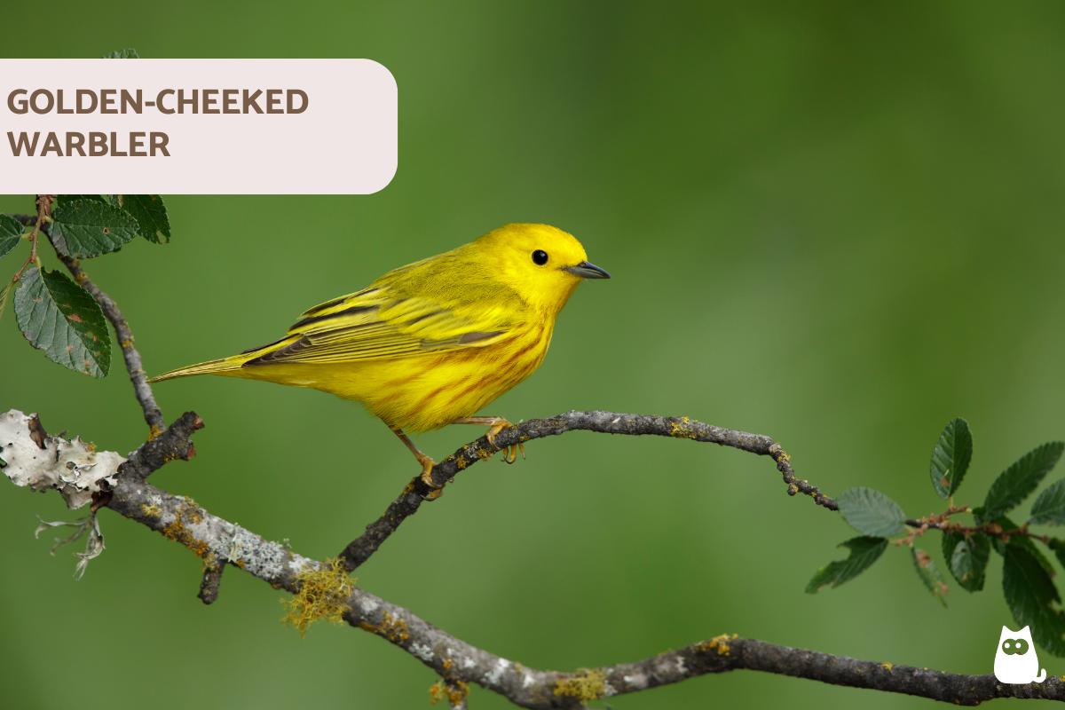 20 Types of Mexican Birds That Migrate - With Photos