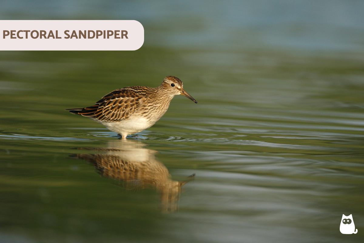 20 Types of Mexican Birds That Migrate - With Photos