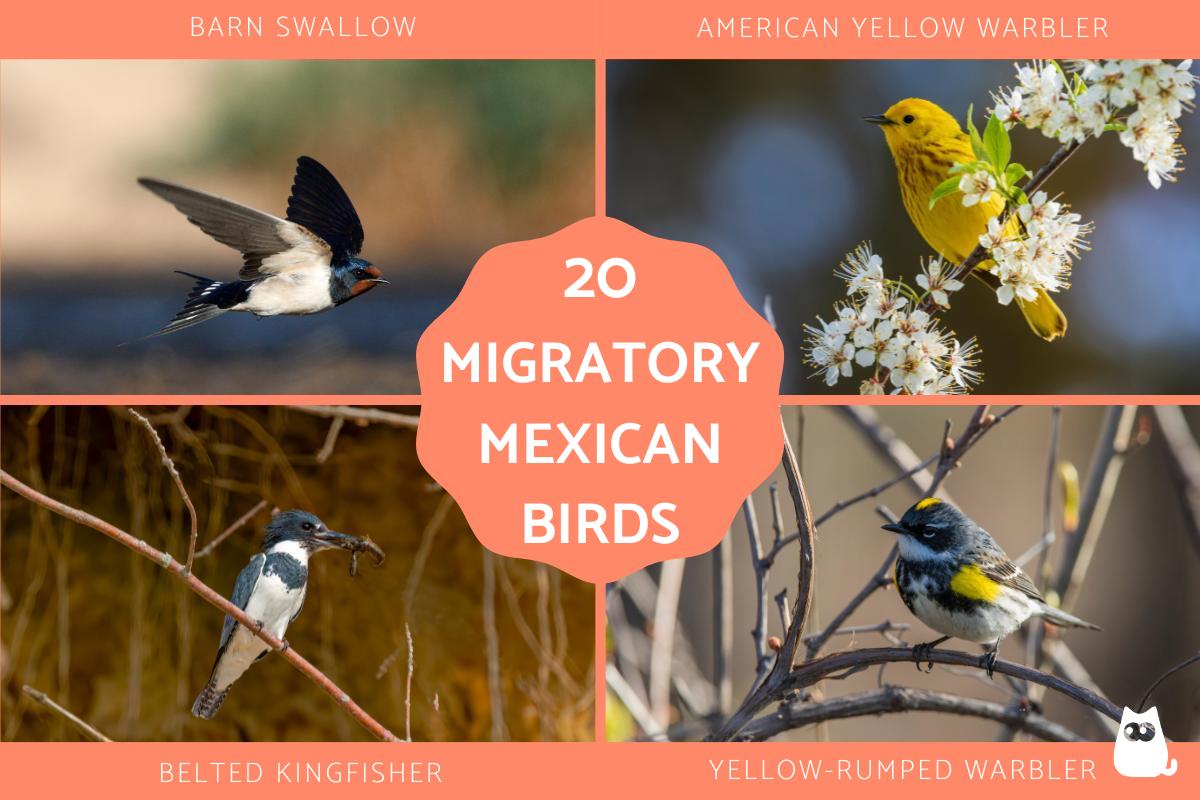 20 Types of Mexican Birds That Migrate - With Photos