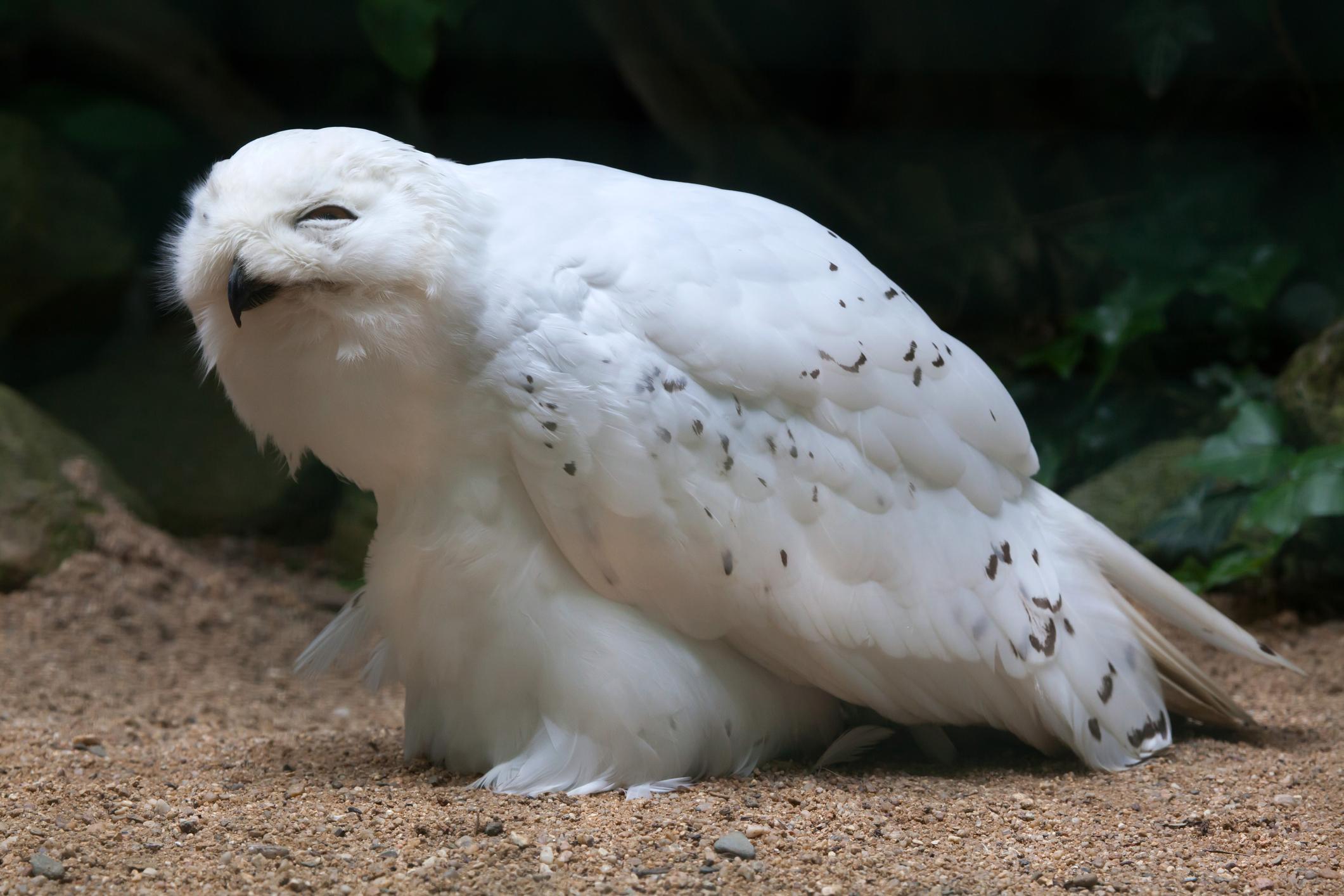 How Do Owls Sleep? - Sleeping Habits and Places of Rest