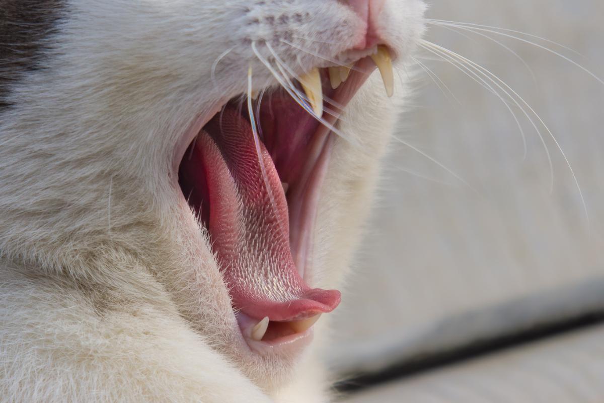 Why Do Cats Have Rough Tongues? - Sandpaper Tongues in Cats