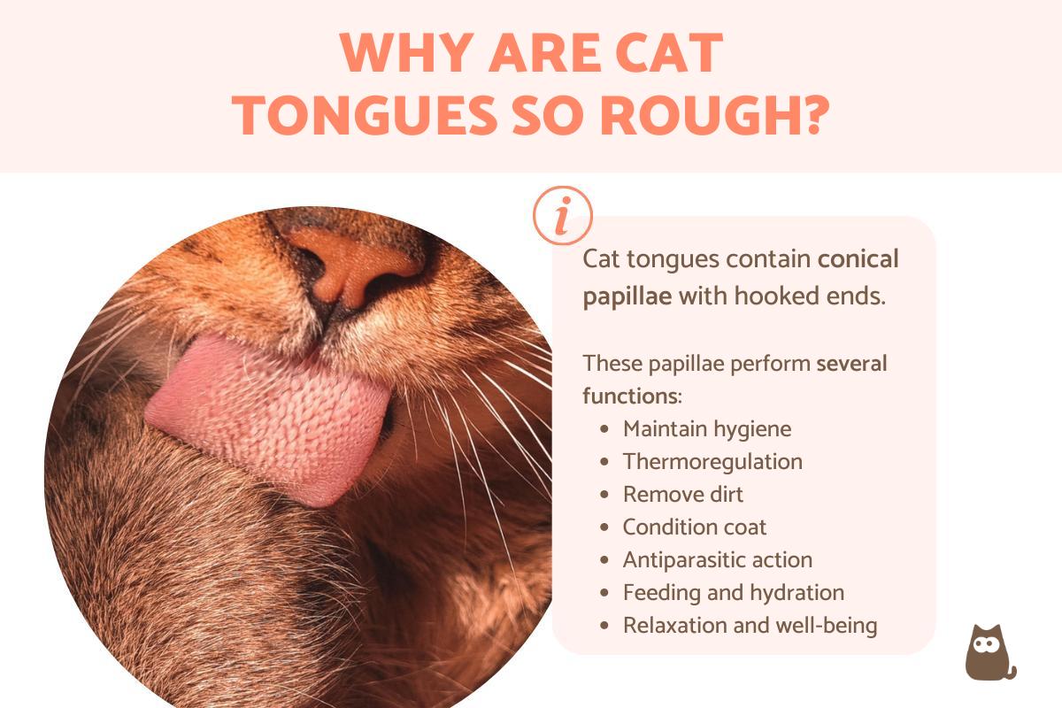Why Do Cats Have Rough Tongues? - Sandpaper Tongues in Cats