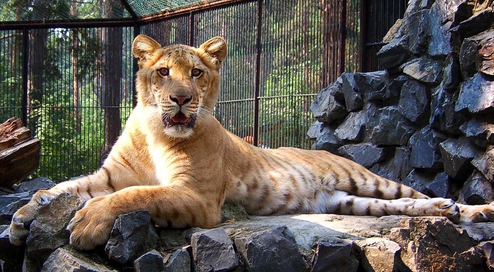 The 10 Largest Wild Cats in the World - Characteristics, Size and ...