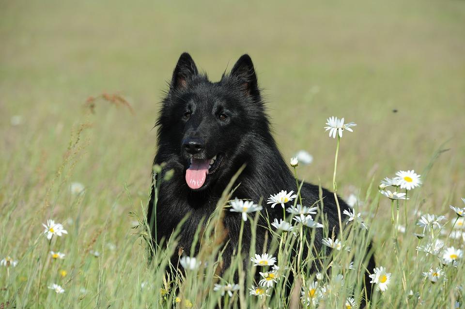 Why Does My Dog Mount Other Male Dogs? - Neutered Humping