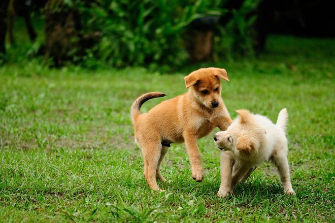 Why Does My Dog Mount Other Male Dogs? - Neutered Humping