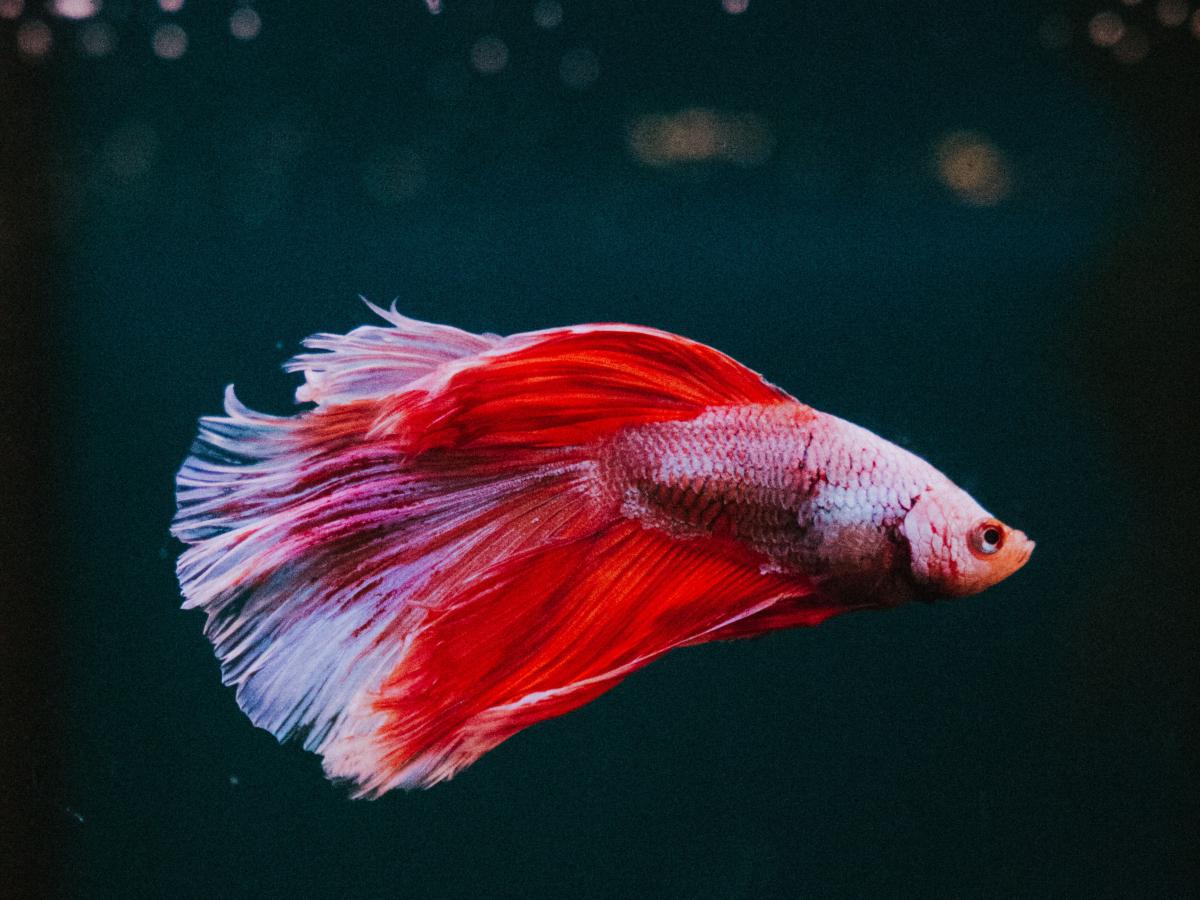 50+ Compatible Tank Mates for Betta Fish - What Fish Can Live With Bettas?