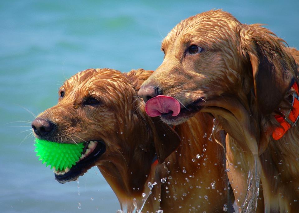 Why Does My Dog Mount Other Male Dogs? - Neutered Humping