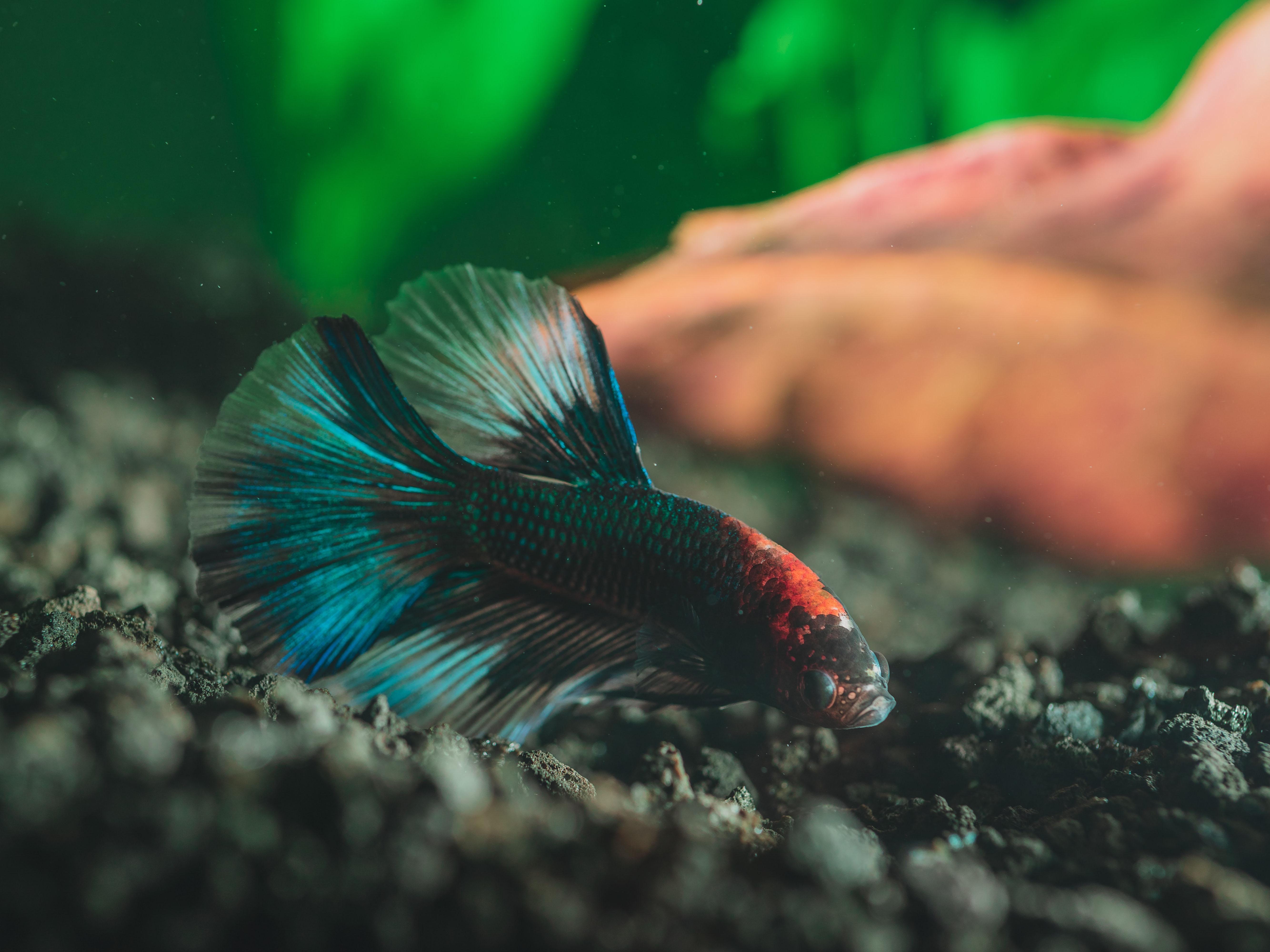 50+ Compatible Tank Mates for Betta Fish - What Fish Can Live With Bettas?