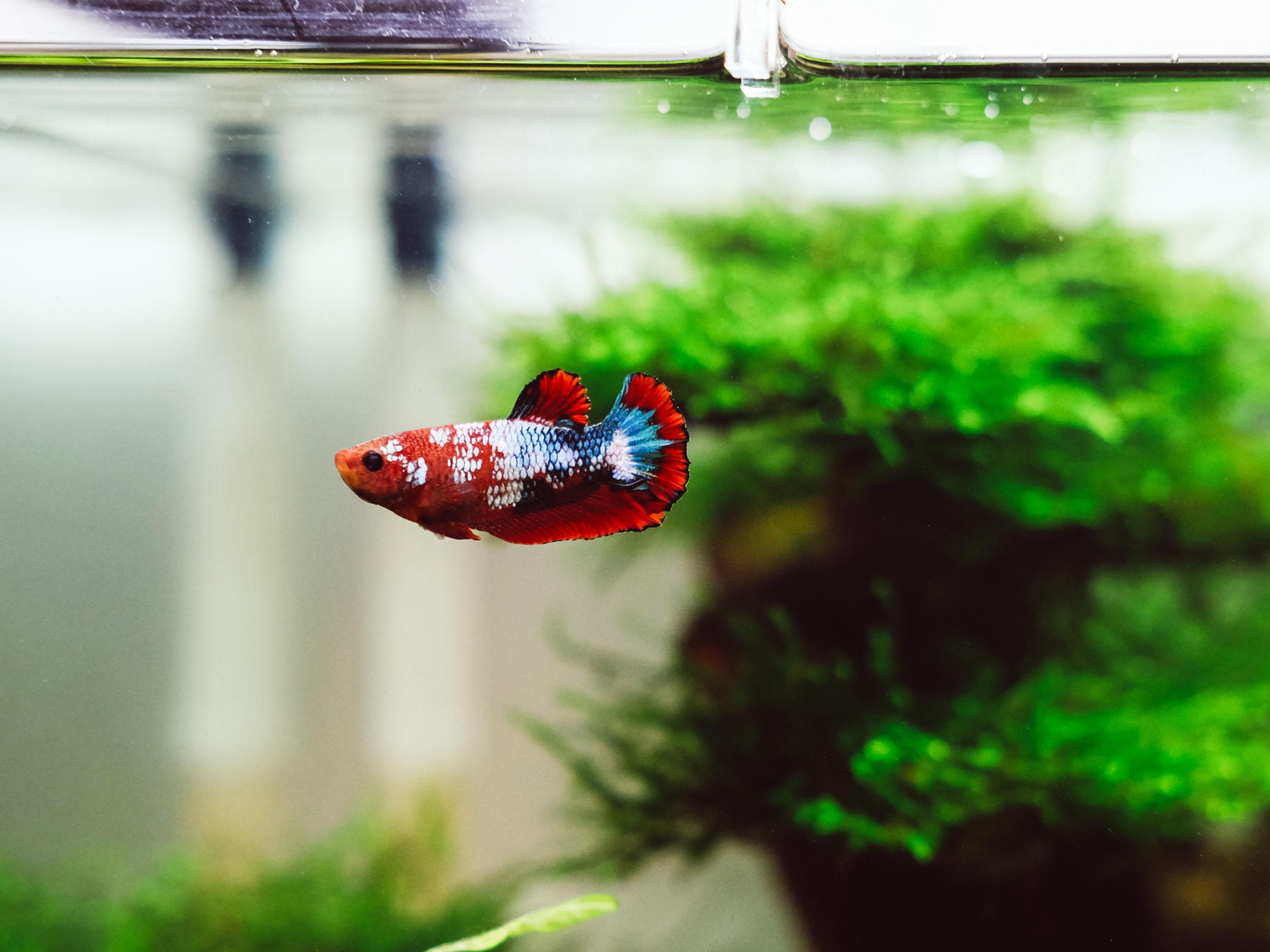 50+ Compatible Tank Mates for Betta Fish - What Fish Can Live With Bettas?