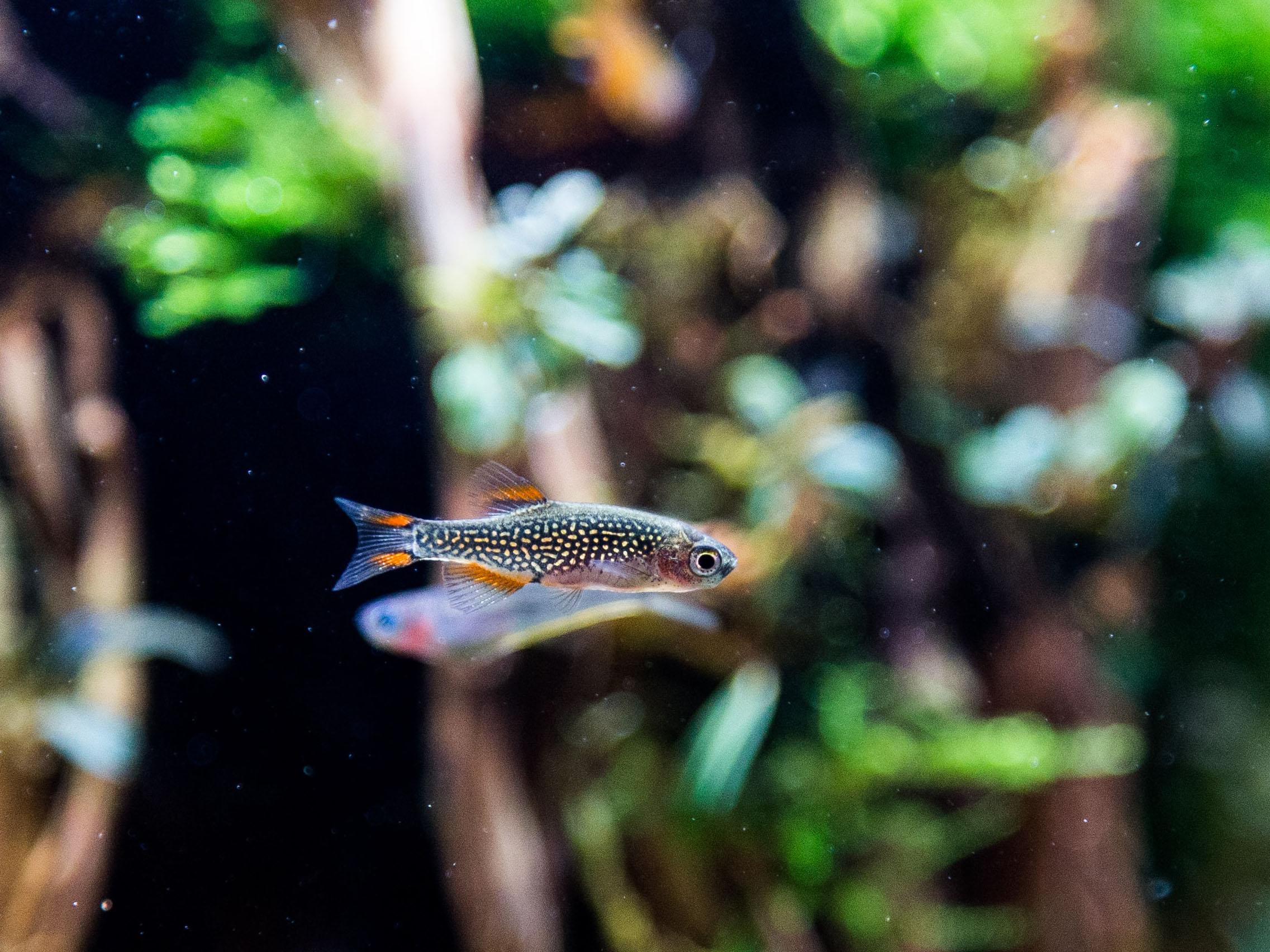 50+ Compatible Tank Mates for Betta Fish - What Fish Can Live With Bettas?