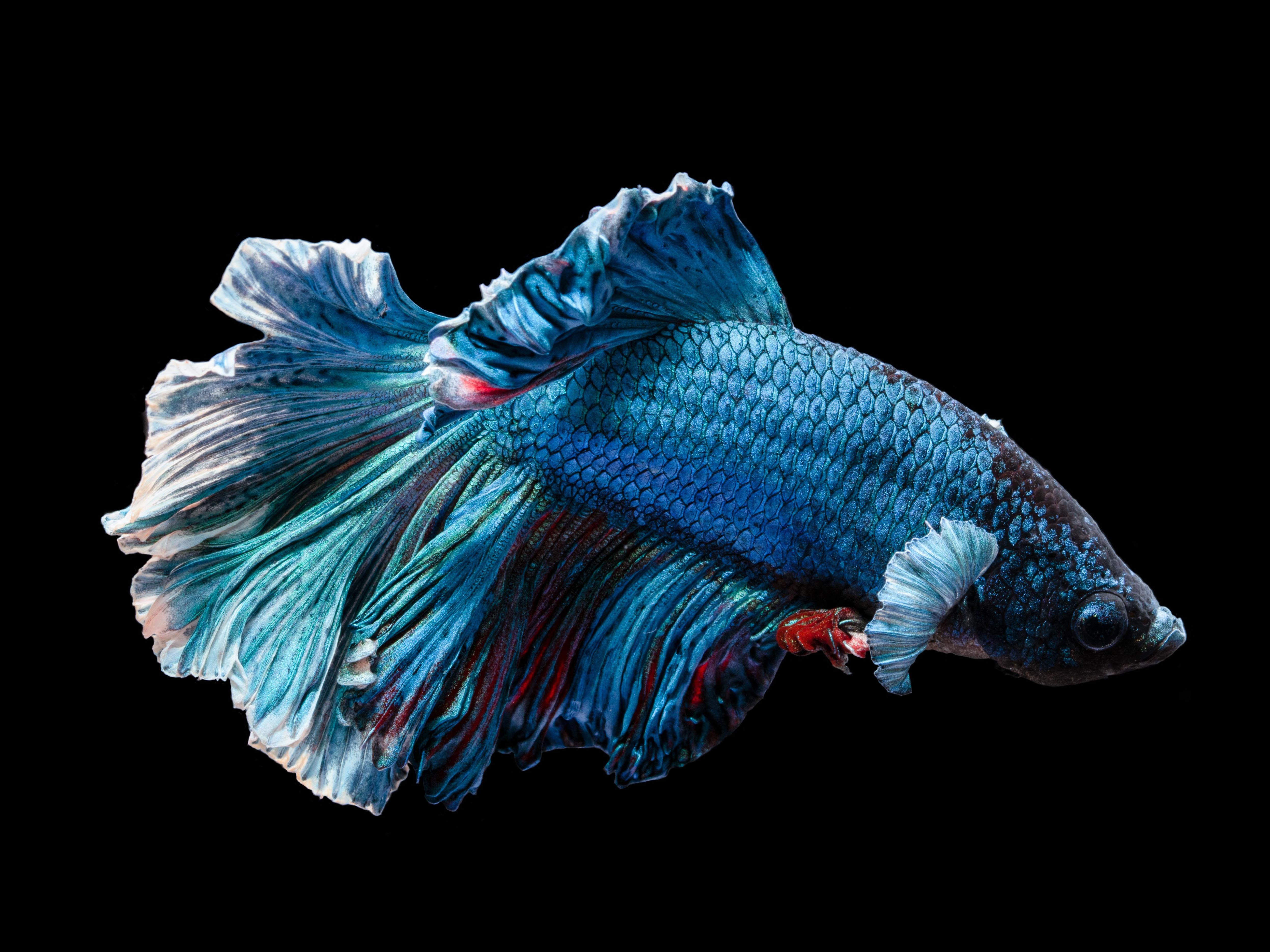 50+ Compatible Tank Mates for Betta Fish - What Fish Can Live With Bettas?