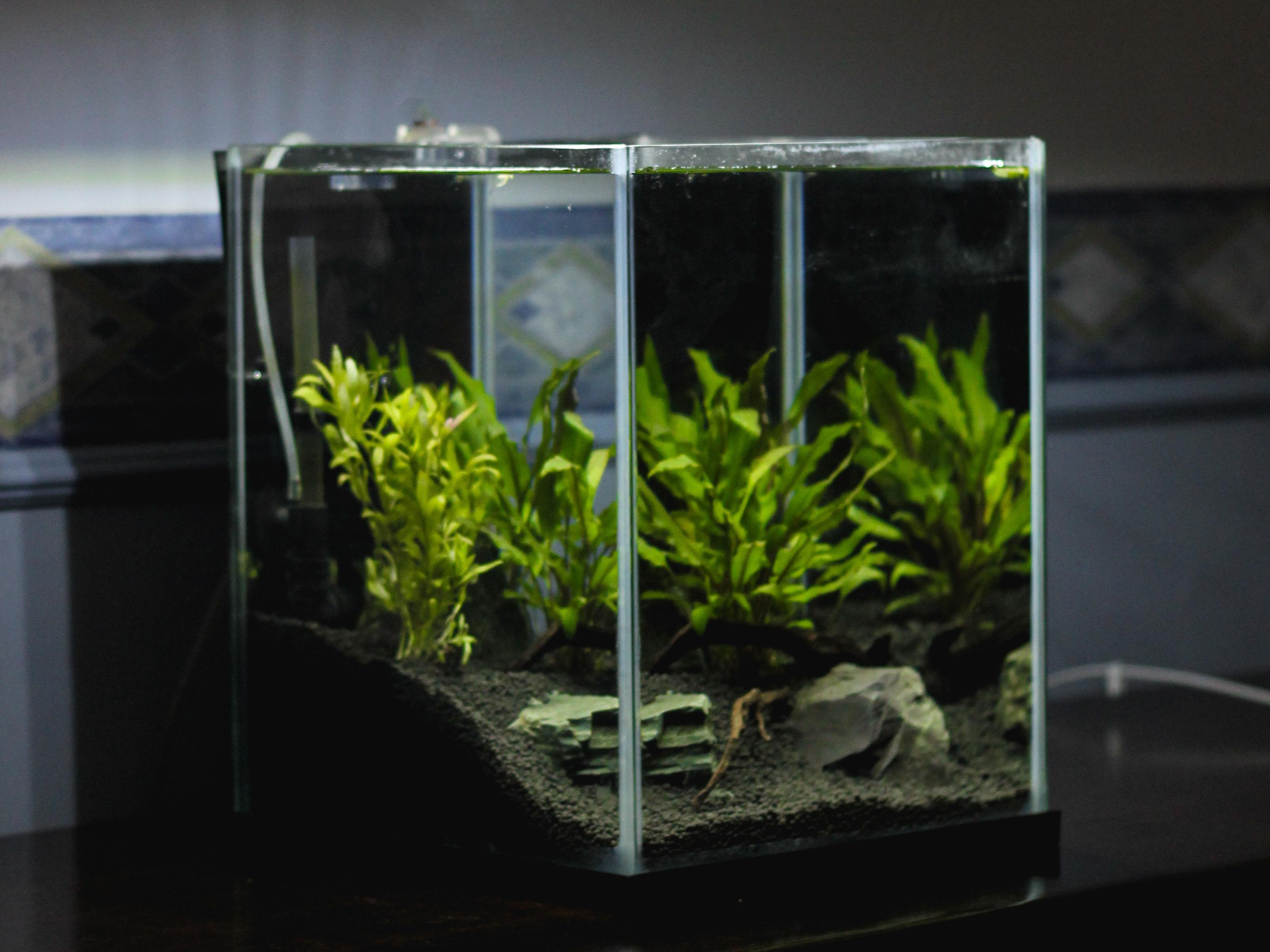 50+ Compatible Tank Mates for Betta Fish - What Fish Can Live With Bettas?