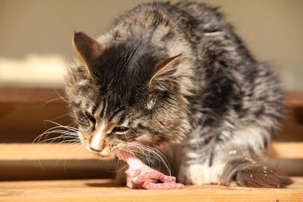 My Cat Is Scratching Itself Raw - Excessive Scratching Causes