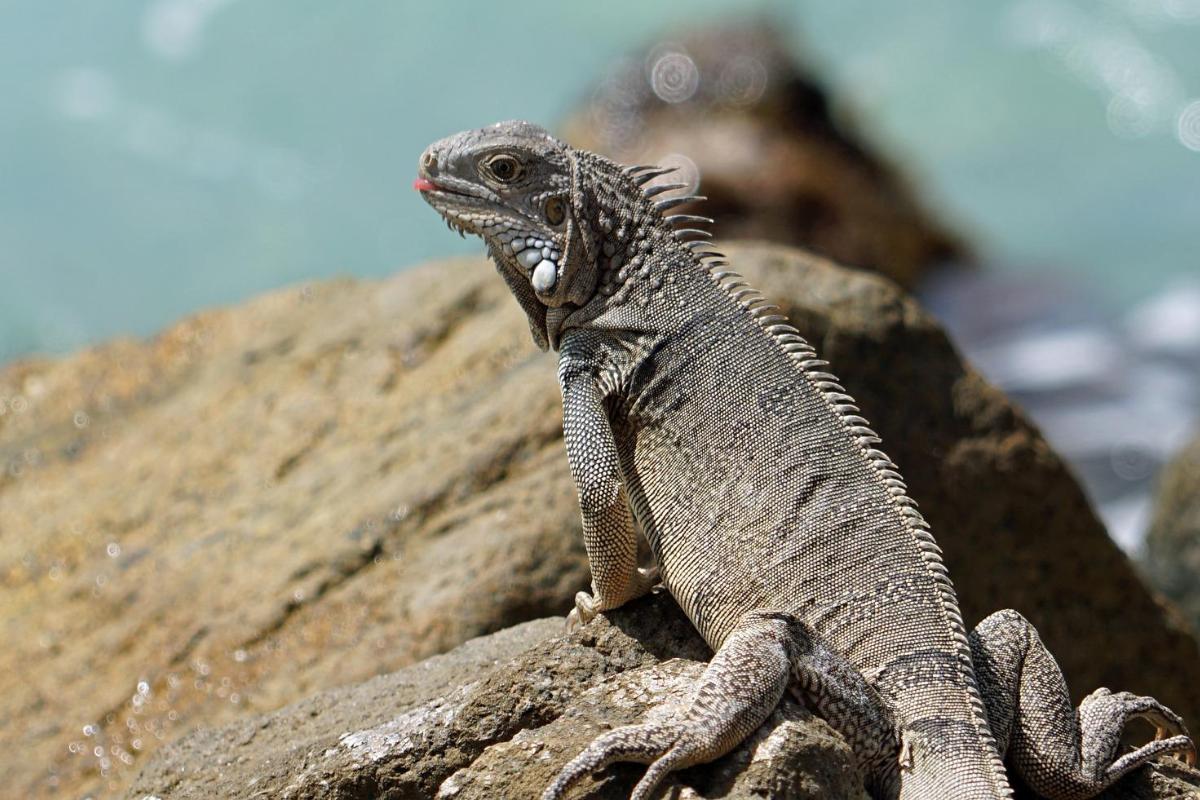 Homeothermic and Poikilothermic Animals - Definition and Differences ...