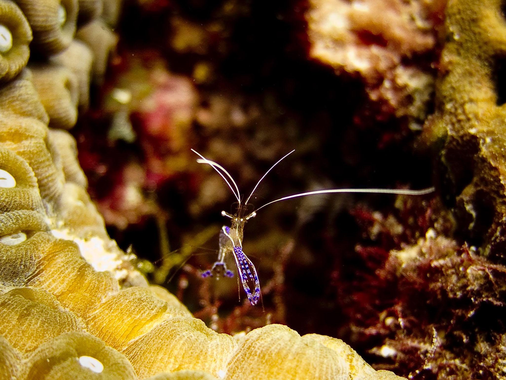 50+ Compatible Tank Mates for Betta Fish - What Fish Can Live With Bettas?