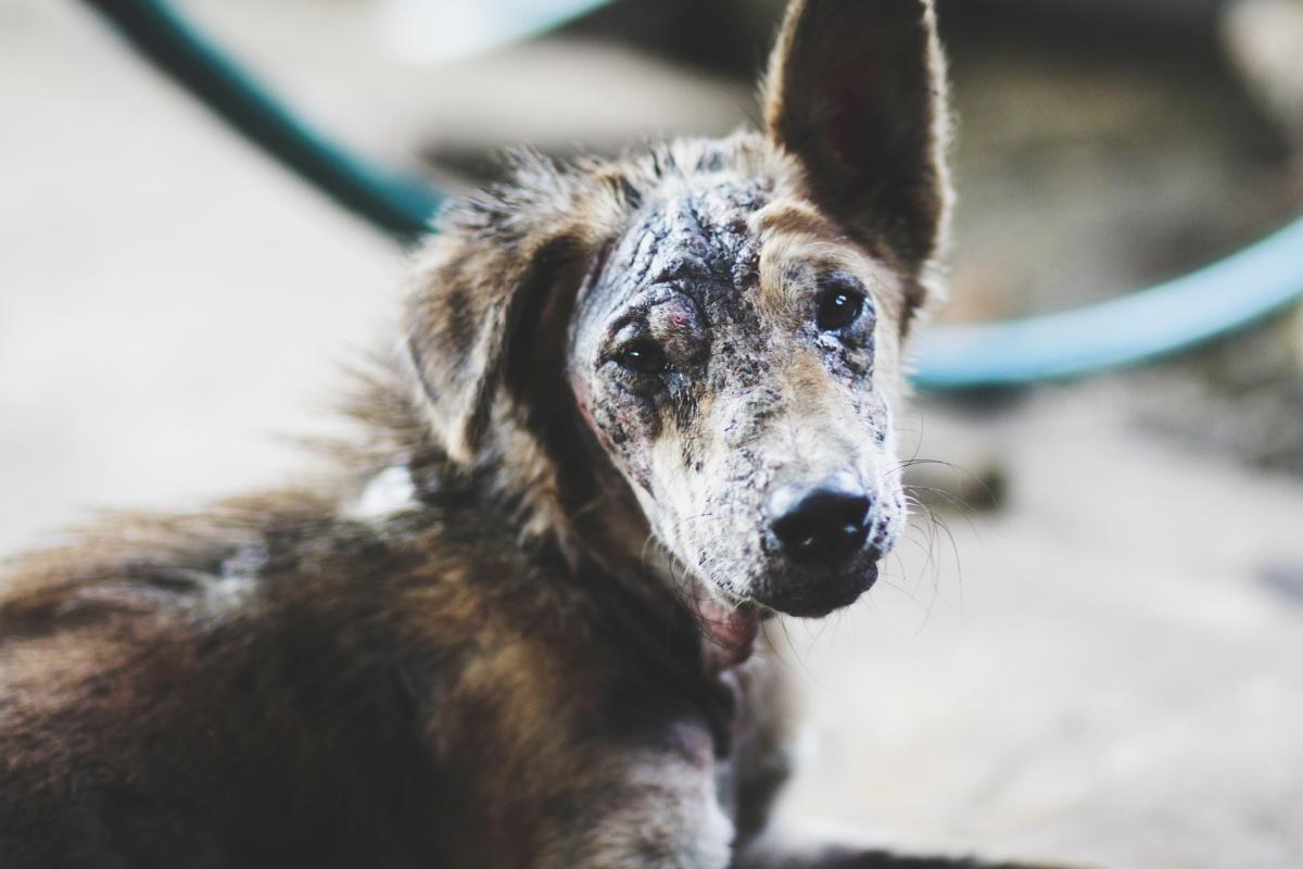 My Dog Smells Like Something Dead - Causes and Treatment