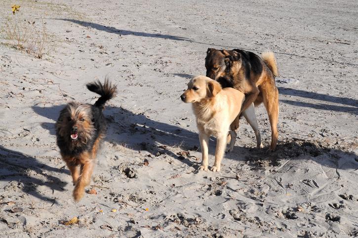 Why Does My Dog Mount Other Male Dogs? - Neutered Humping