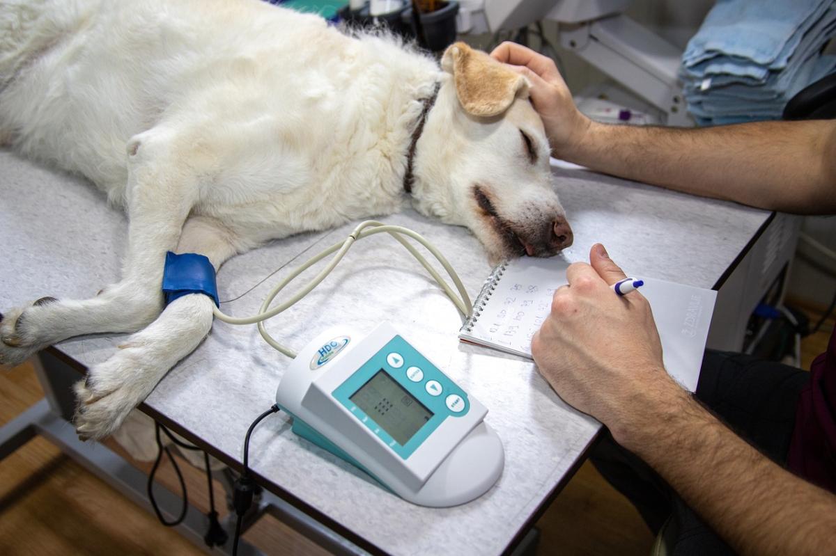 My Dog's Heart Is Beating Very Fast - Rapid Heart Rate in Dogs