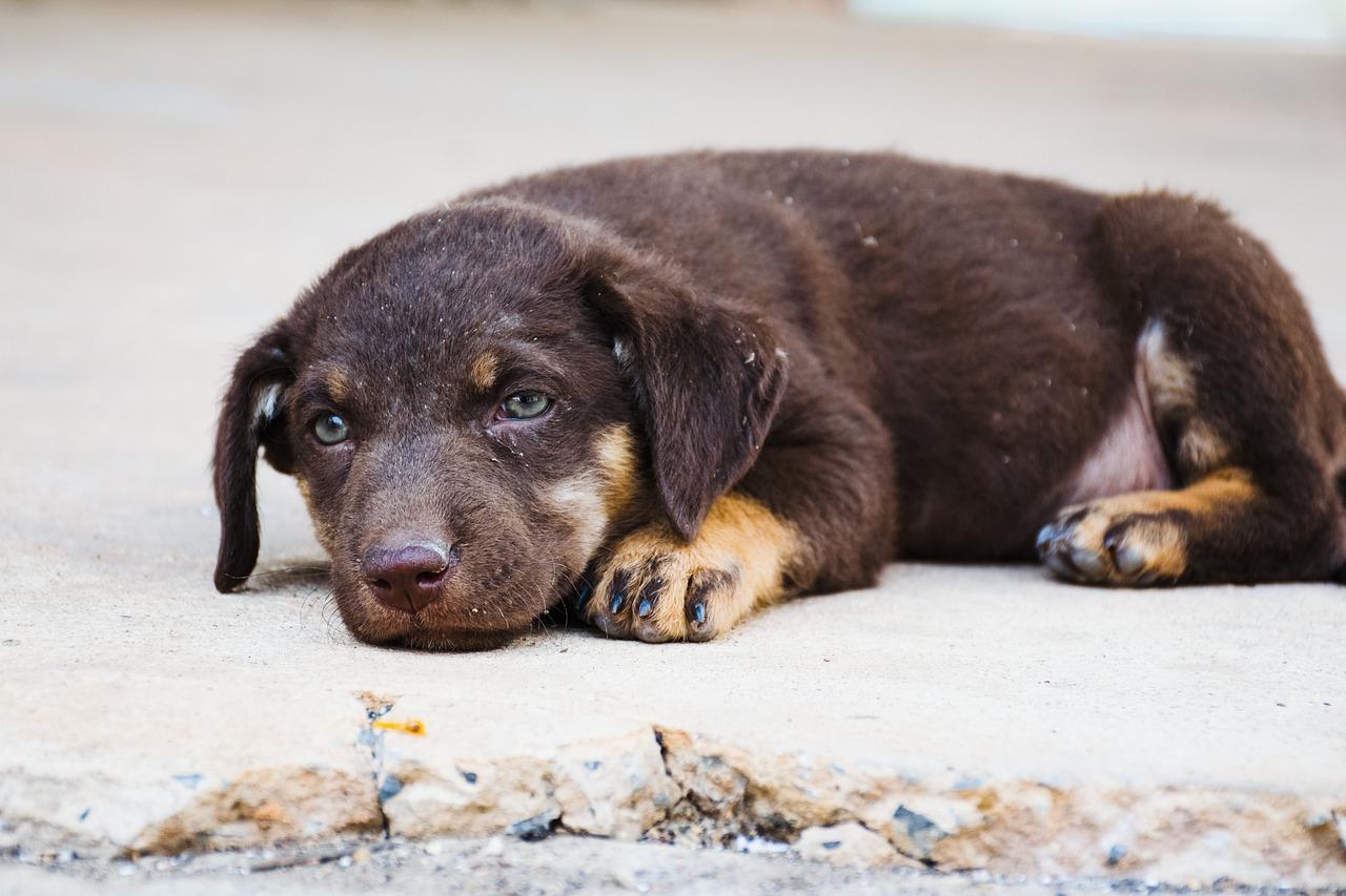 My Dog's Heart Is Beating Very Fast - Rapid Heart Rate in Dogs