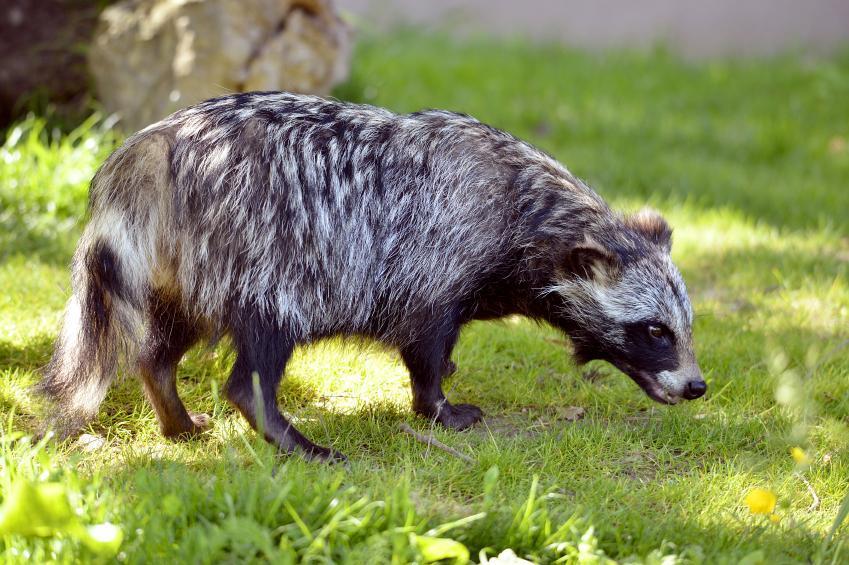 Raccoon Dogs as Pets: Guidelines and General Tips