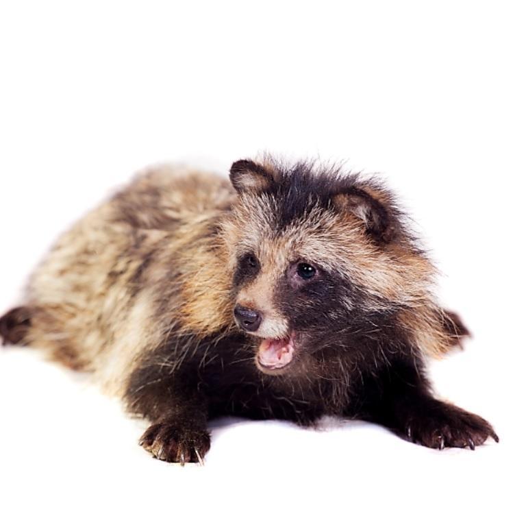 Raccoon Dogs as Pets: Guidelines and General Tips