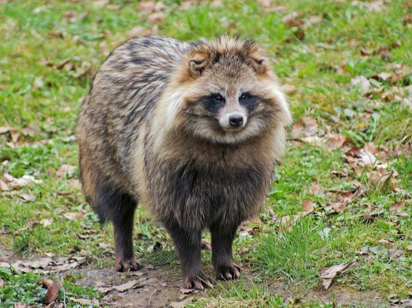 Raccoon Dogs as Pets: Guidelines and General Tips