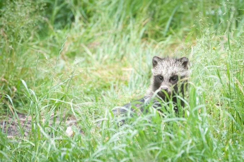 Raccoon Dogs as Pets: Guidelines and General Tips