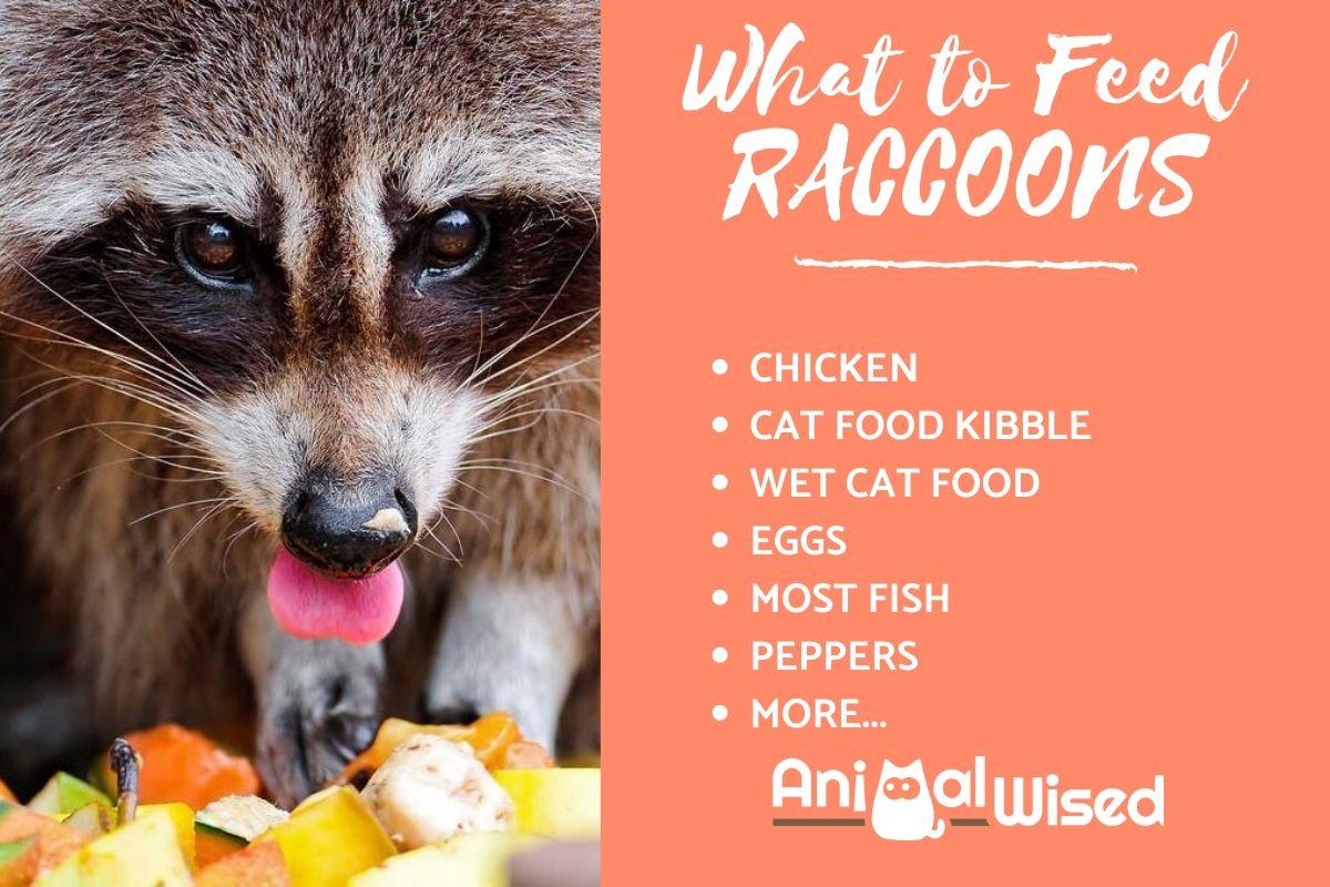 What Do Raccoons Like to Eat? - Diet for Wild and Pet Raccoons