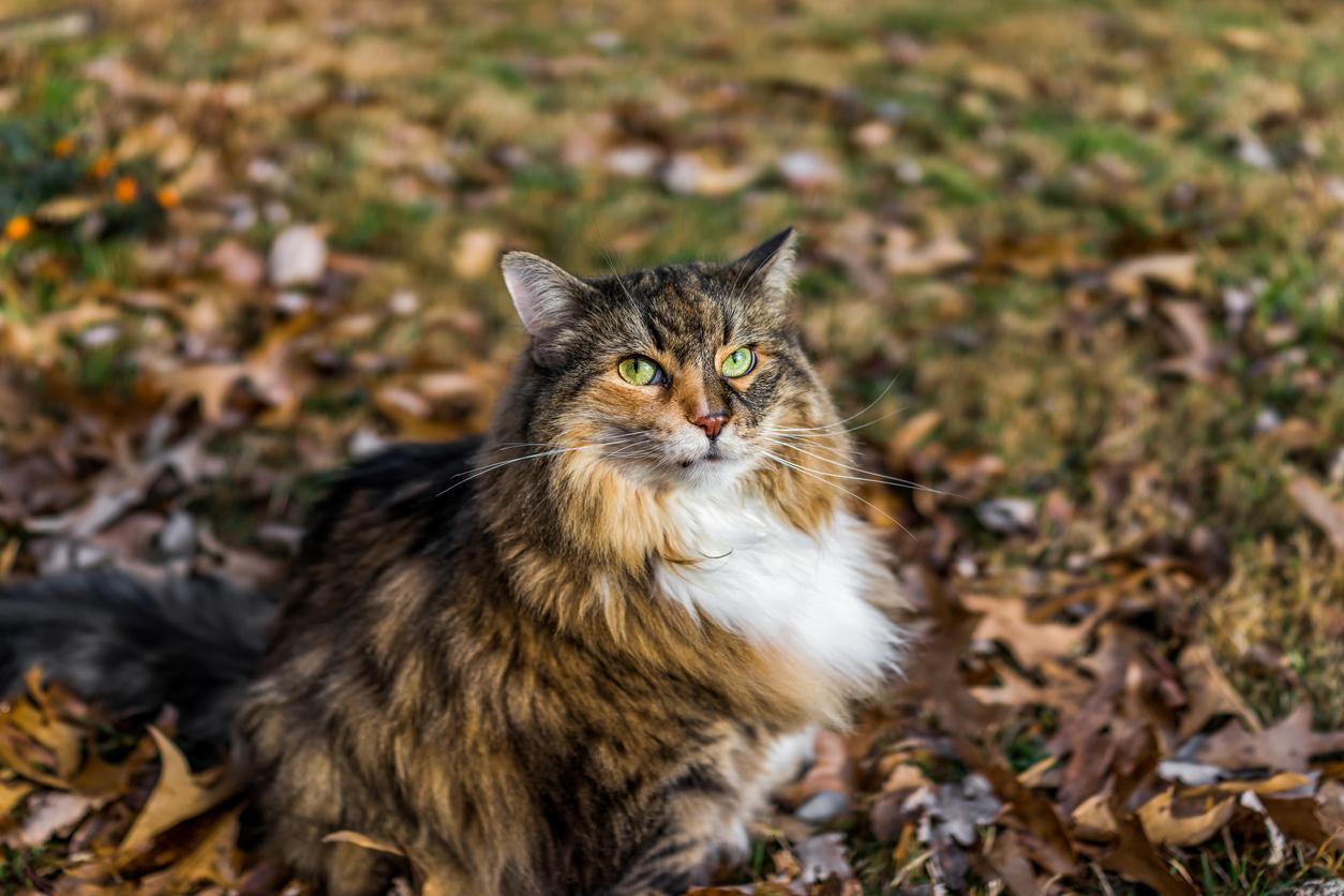 Cat Breeds That Look Like Lions - With Photos