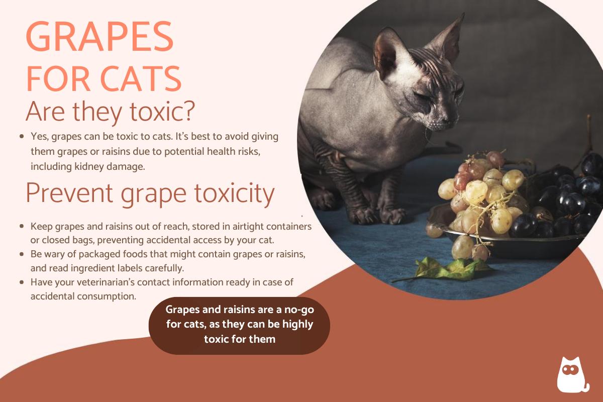 Can Cats Eat Grapes and Raisins? - Safety Assessment and Risks