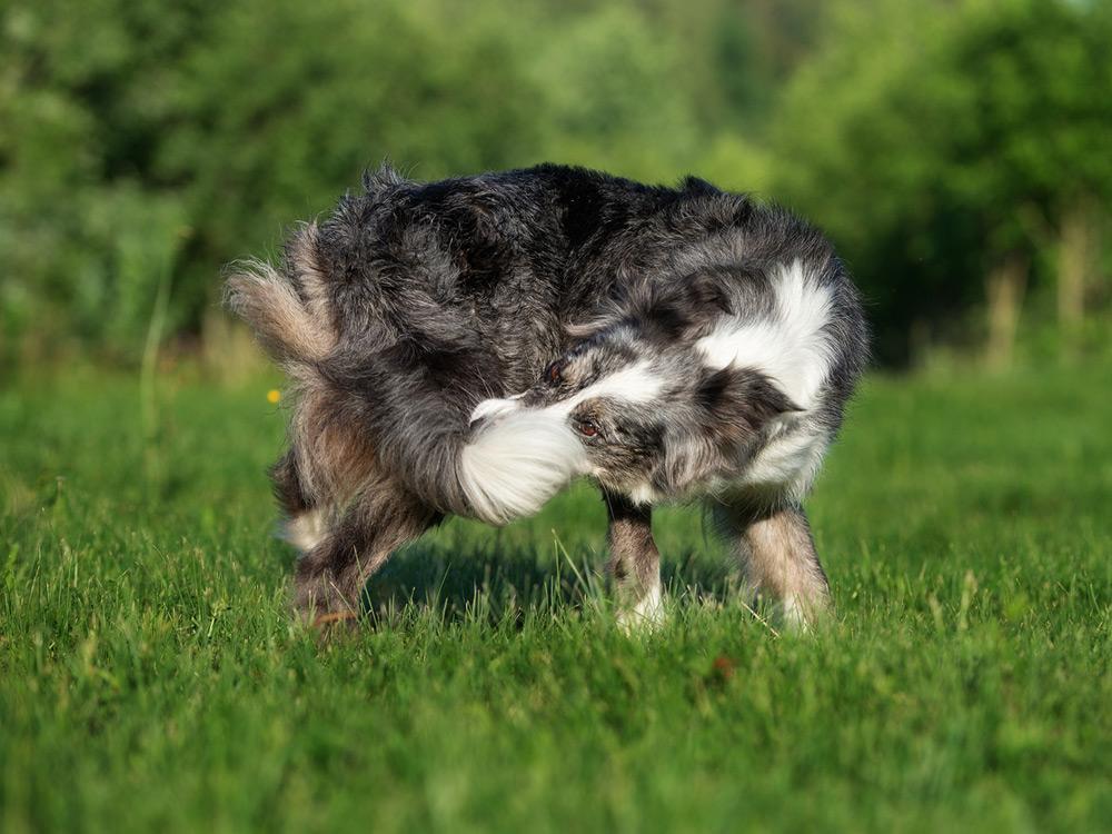 Why Is My Dog Chasing Shadows? - Compulsive Behavior