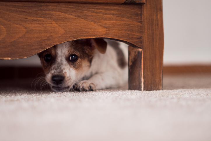 Why Is My Dog Chasing Shadows? - Compulsive Behavior