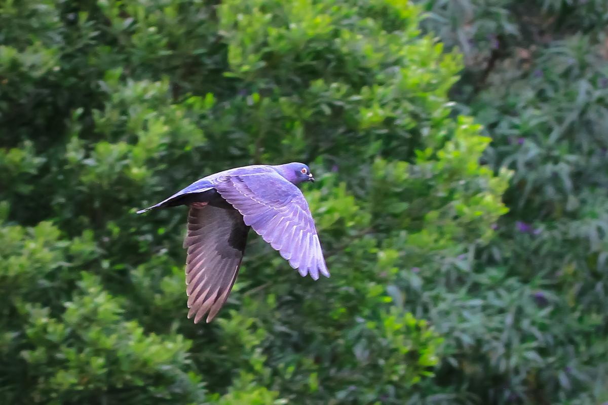 How Long Do Pigeons Live in the Wild vs. Captivity? - Pigeon Life Cycle