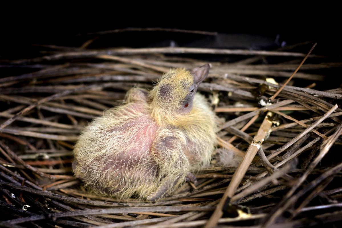 How Long Do Pigeons Live in the Wild vs. Captivity? - Pigeon Life Cycle