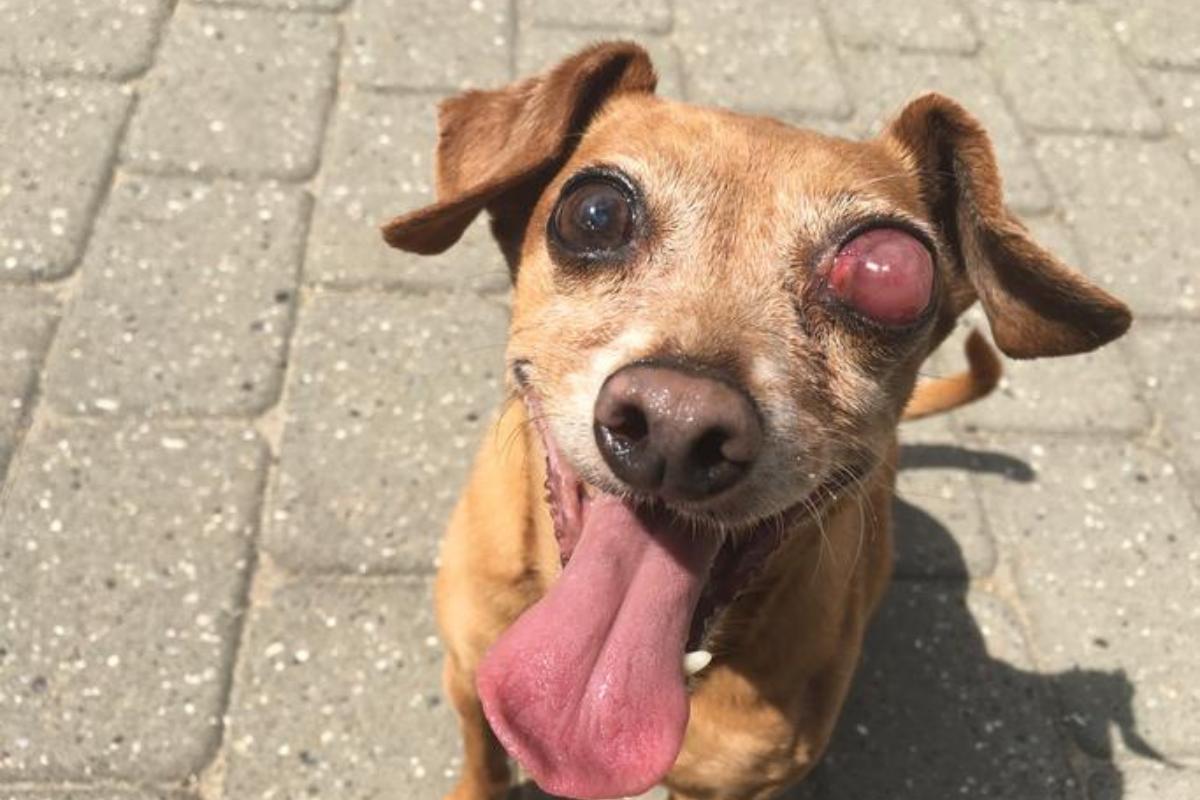 10 Common Eye Conditions in Dogs - Canine Eye Problems With Pictures
