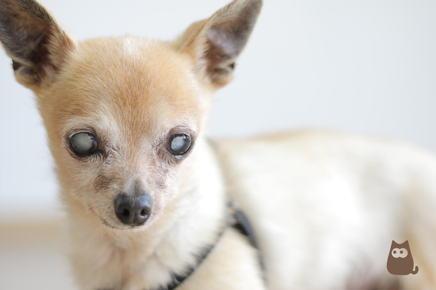 10 Common Eye Conditions in Dogs - Canine Eye Problems With Pictures