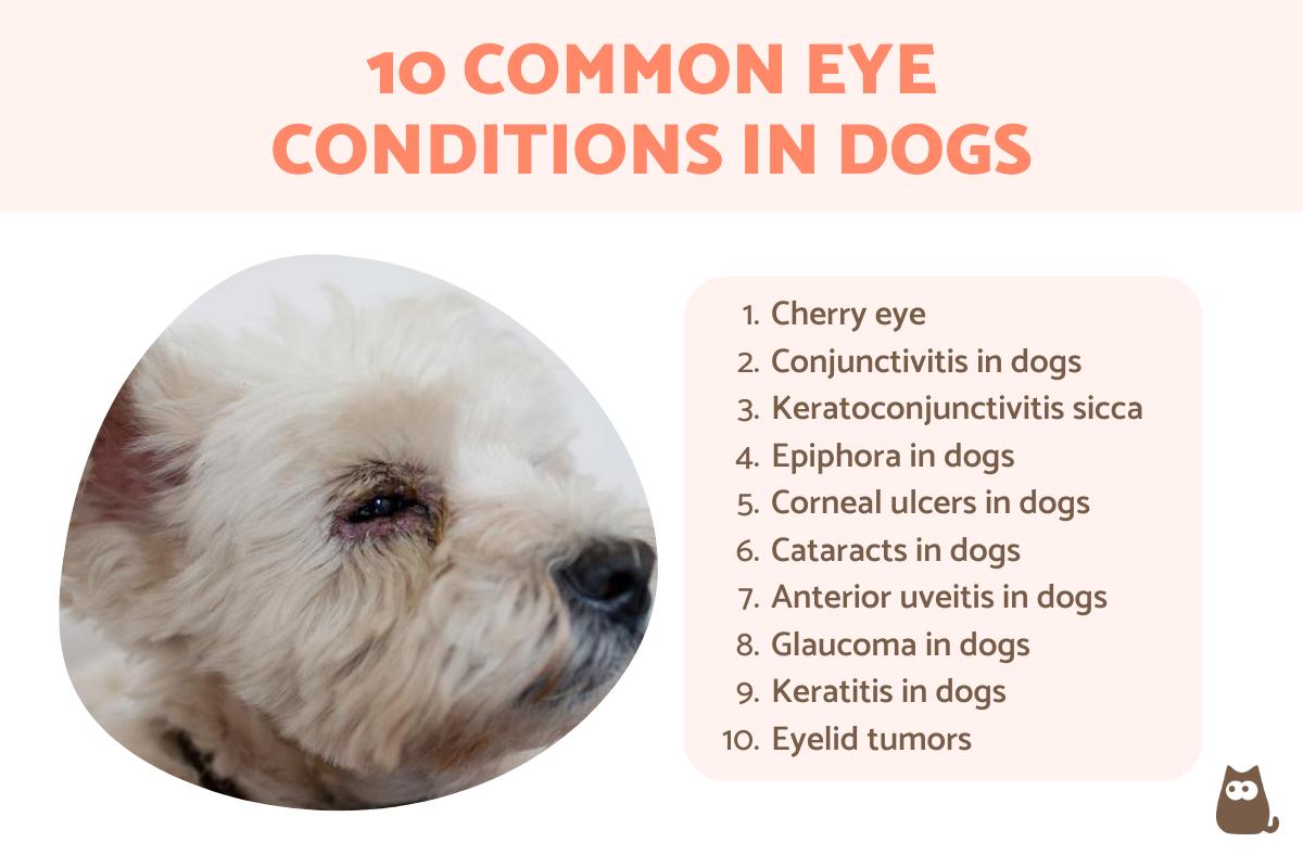 10 Common Eye Conditions in Dogs - Canine Eye Problems With Pictures
