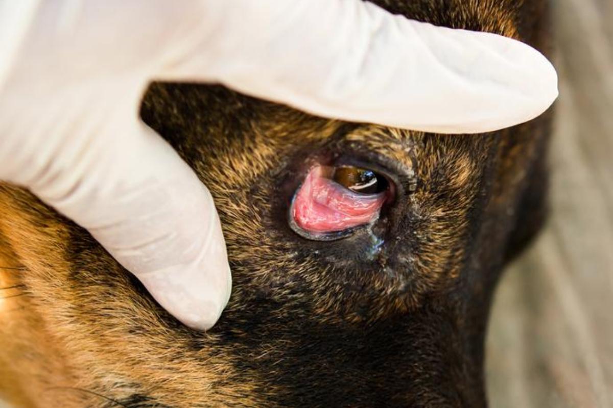 10 Common Eye Conditions in Dogs - Canine Eye Problems With Pictures