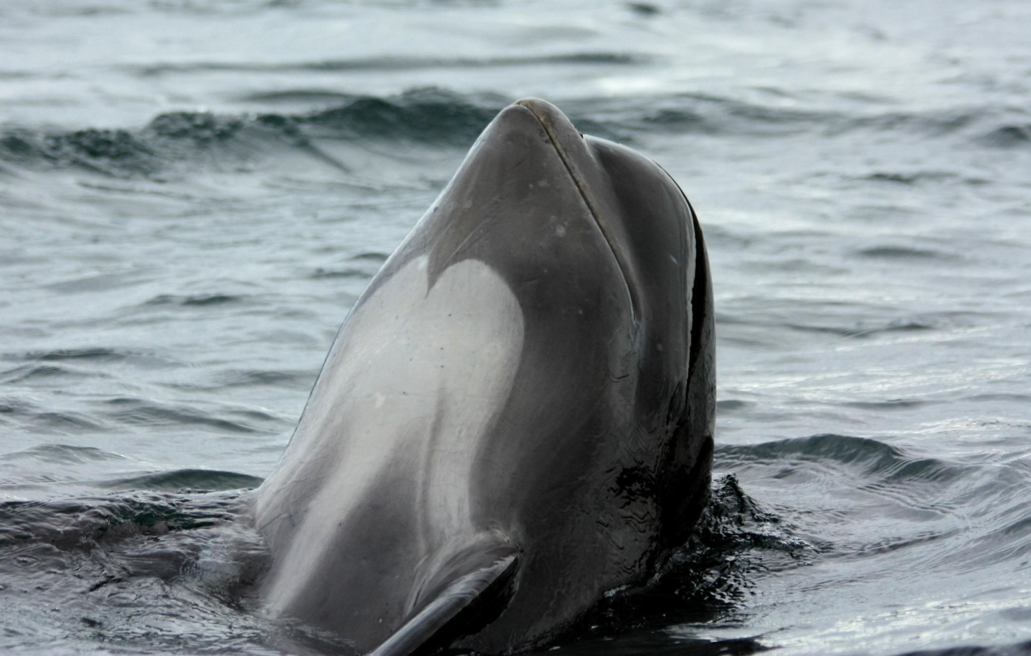 List of Cetaceans - Meaning, Types And Characteristics