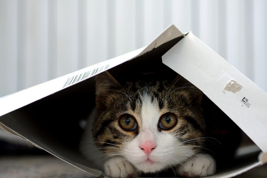 7 Reasons Why Cats Love Cardboard Boxes