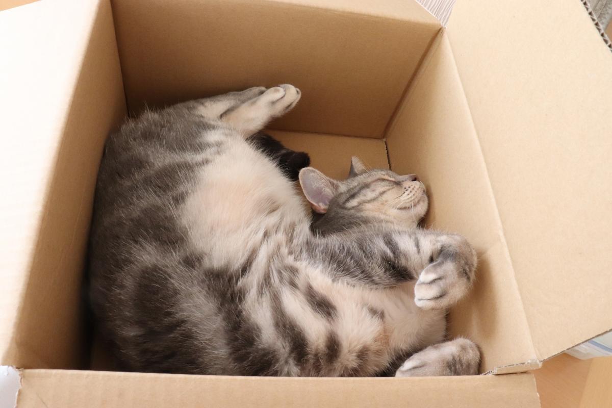 7 Reasons Why Cats Love Cardboard Boxes