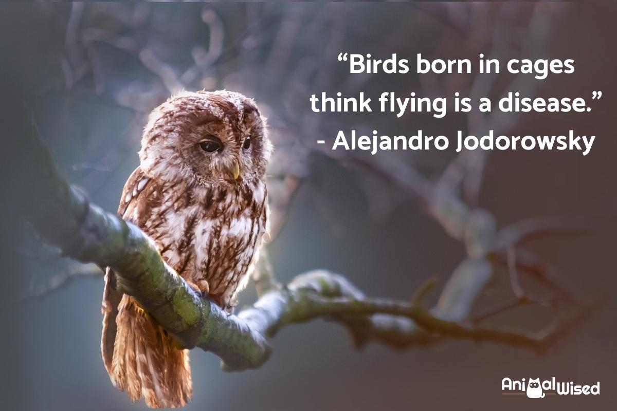 70+ Bird Sayings and Phrases - Quotes and Idioms With Birds