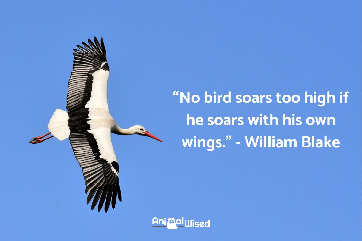 70+ Bird Sayings and Phrases - Quotes and Idioms With Birds